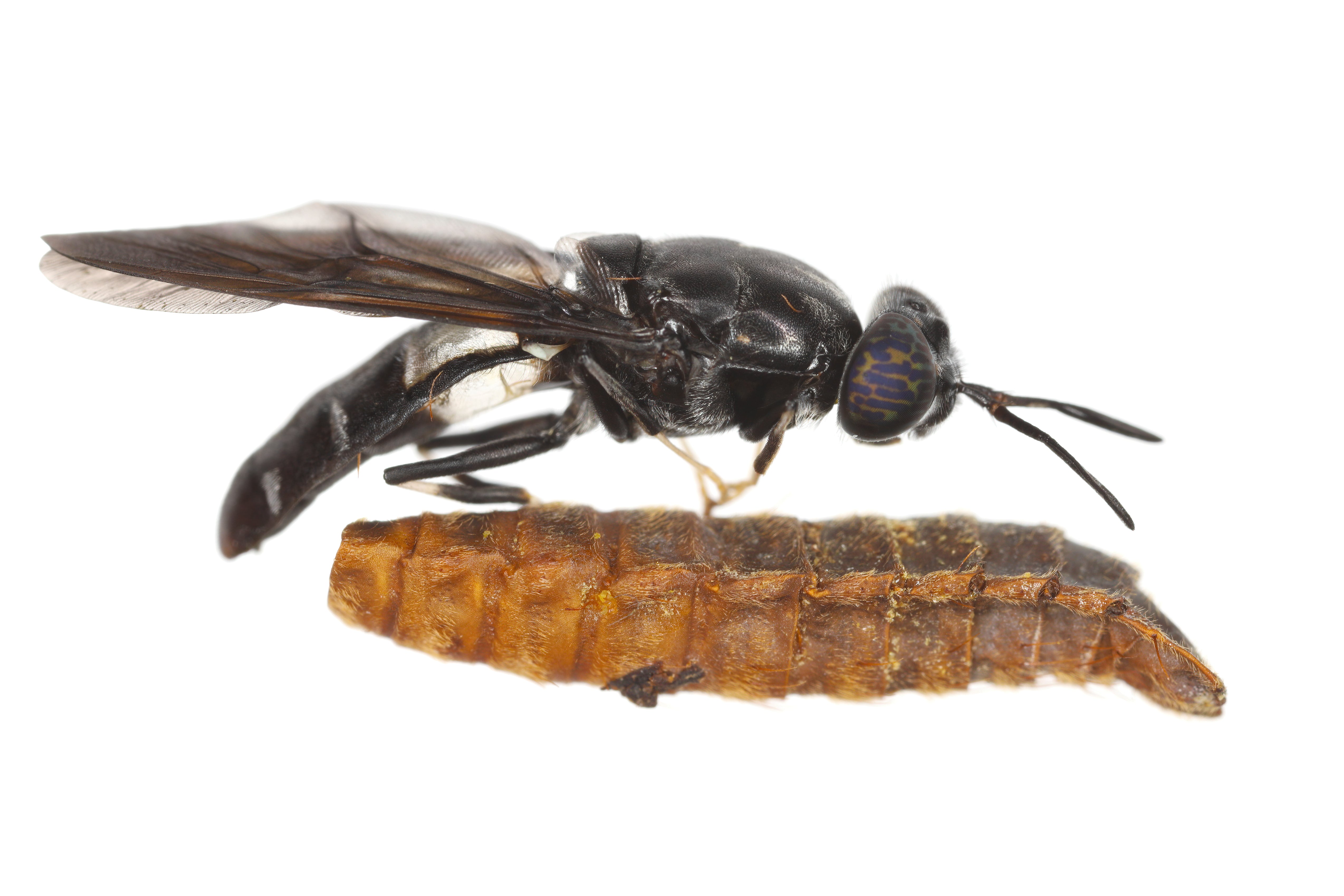 Black Soldier Fly Bugnatomy 101: An Interview with Our President ...