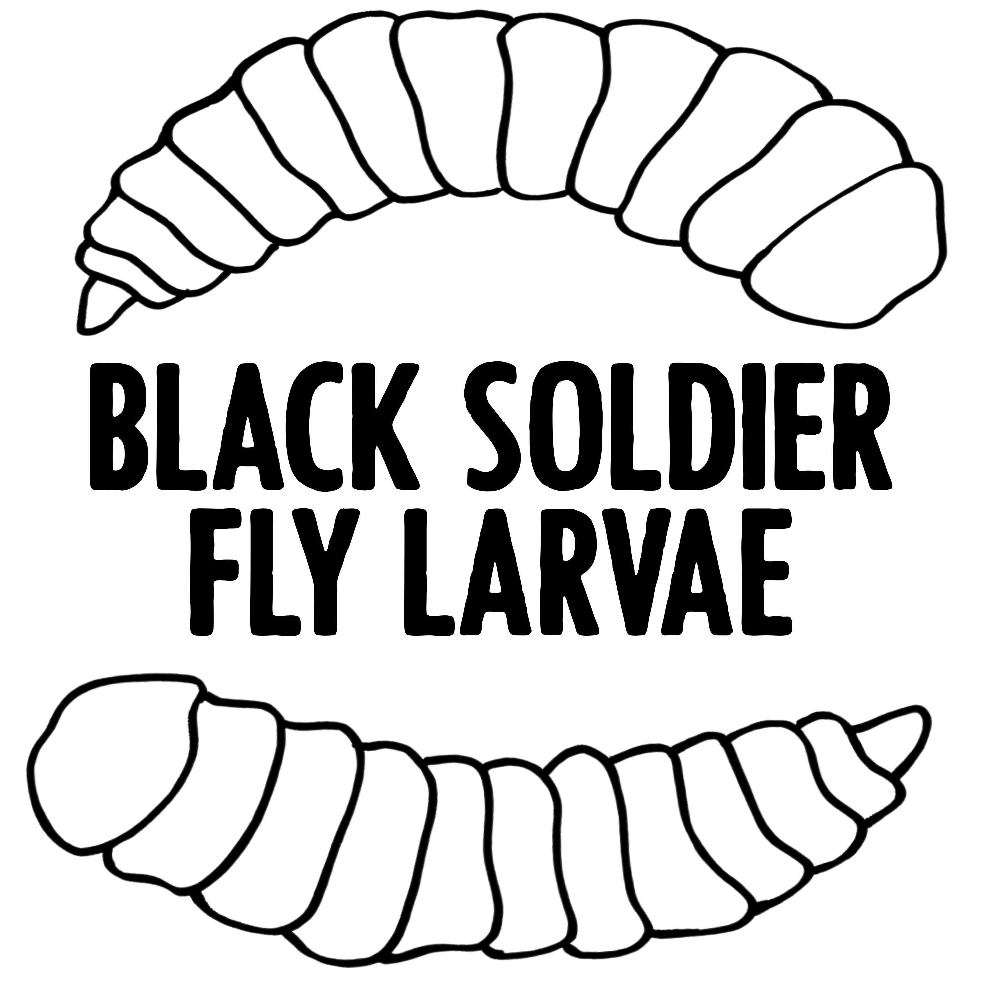 Black Soldier Fly Larvae by Symton® – Symton® Black Soldier Fly