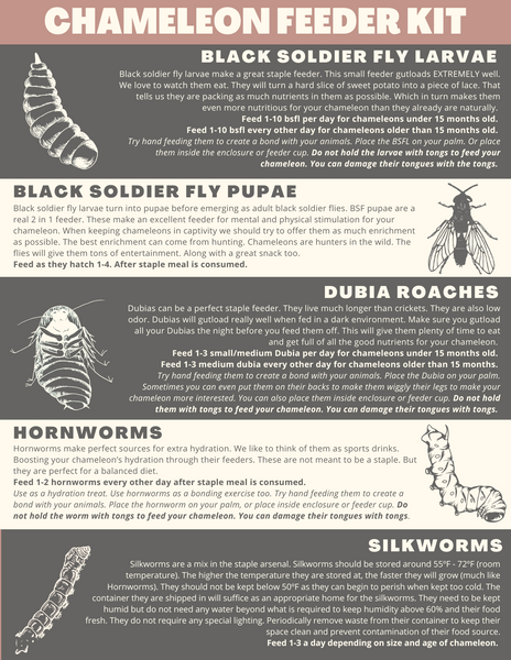 Chameleon Feeder Starter Kit – Symton® Black Soldier Fly