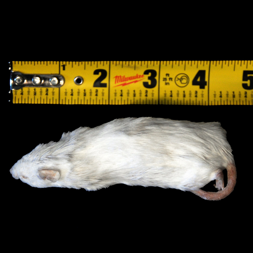 Feeder Mice – Symton® Black Soldier Fly