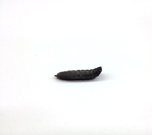 Black Soldier Fly Pupae – Symton® Black Soldier Fly